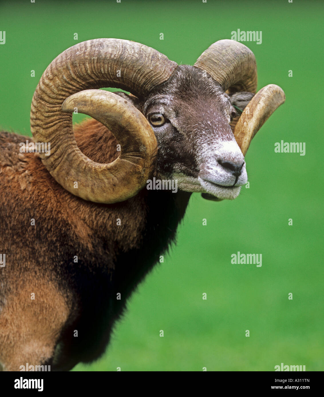 Mouflon (Ovis ammon musimon, Ovis musimon). Portrait of ram. Germany ...