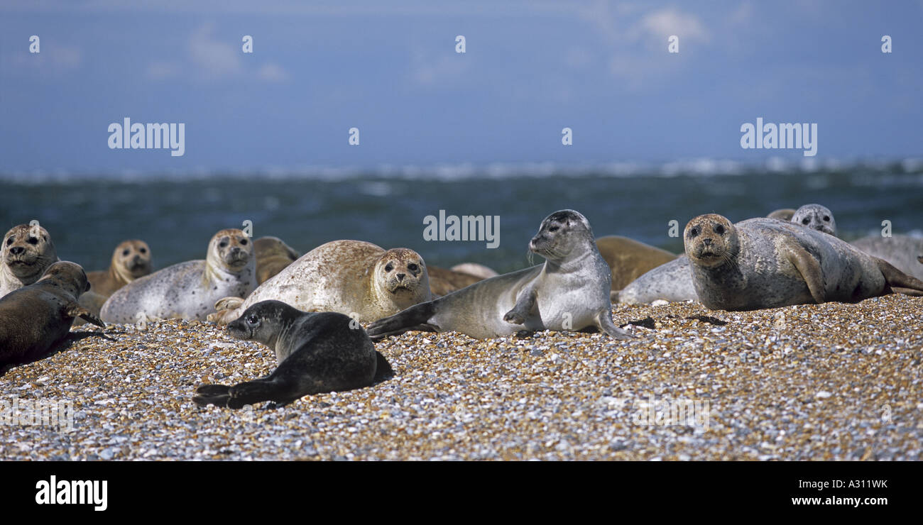 Many harbor seals hauled out on sandy beach in Northern California ...