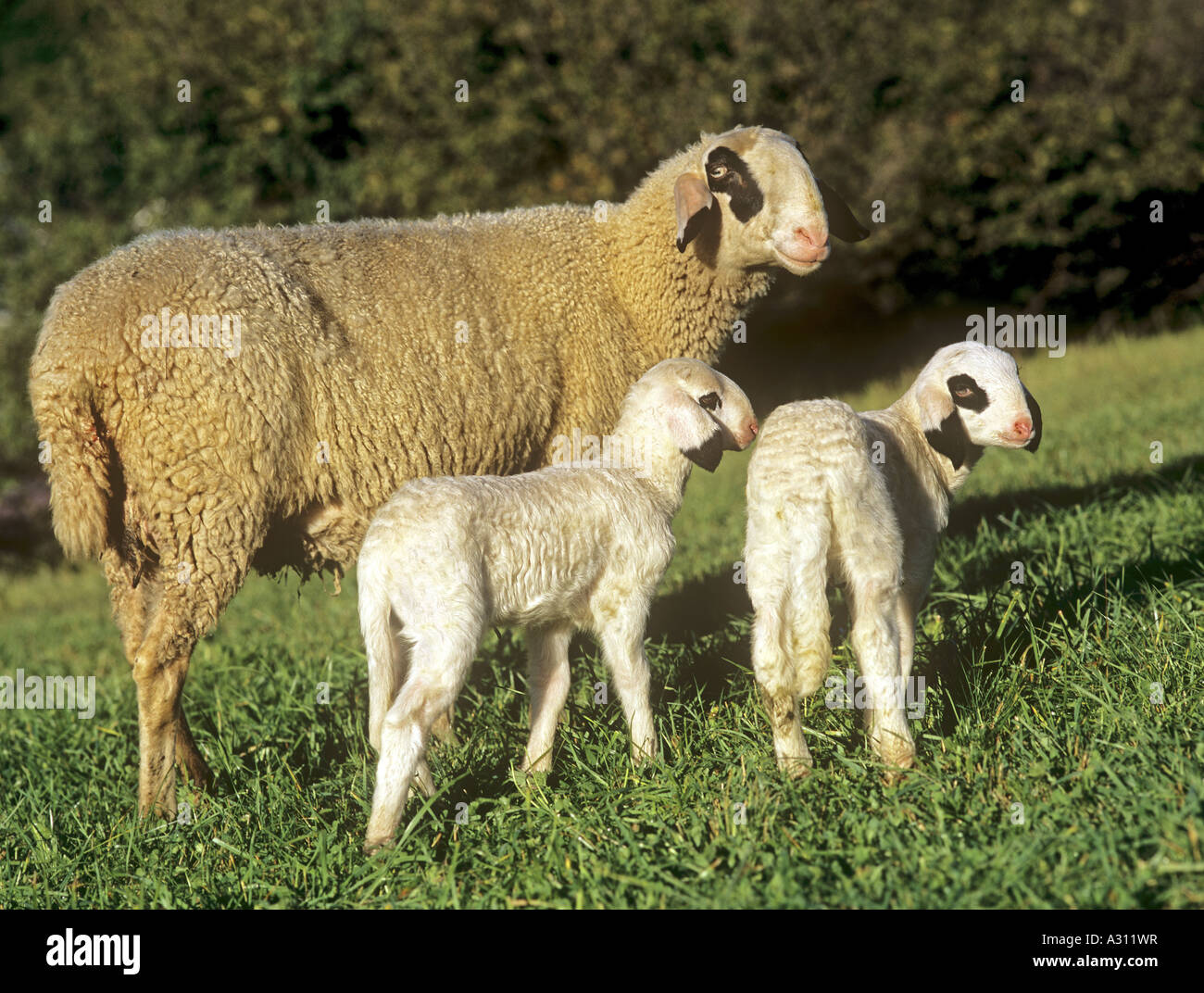 Spectacled sheep with two lambs Stock Photo - Alamy