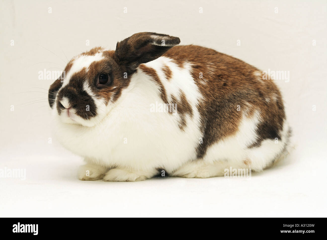 dwarf rabbit - cut out Stock Photo - Alamy