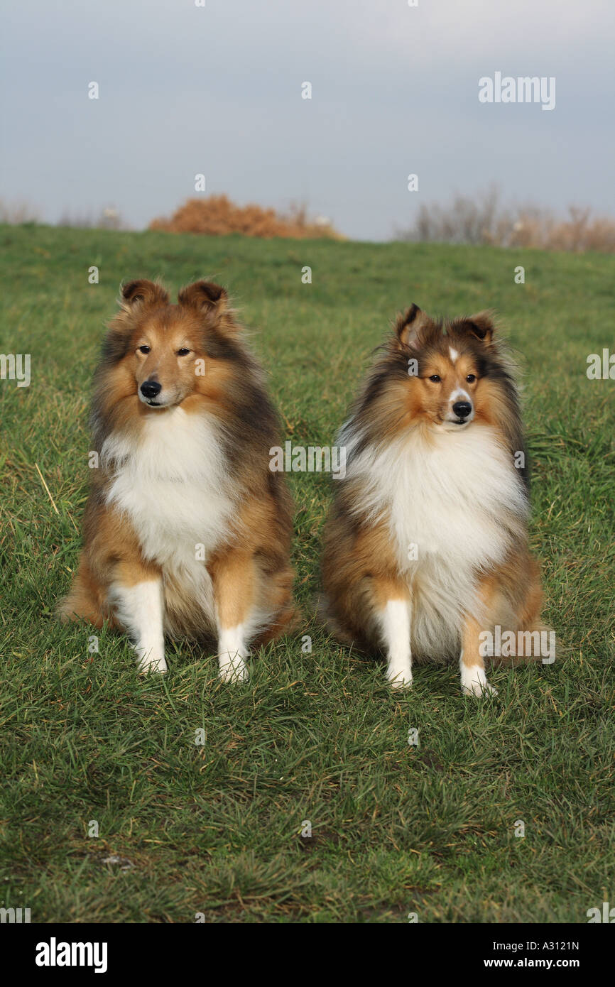 two Shelties - sitting on meadow Stock Photo - Alamy
