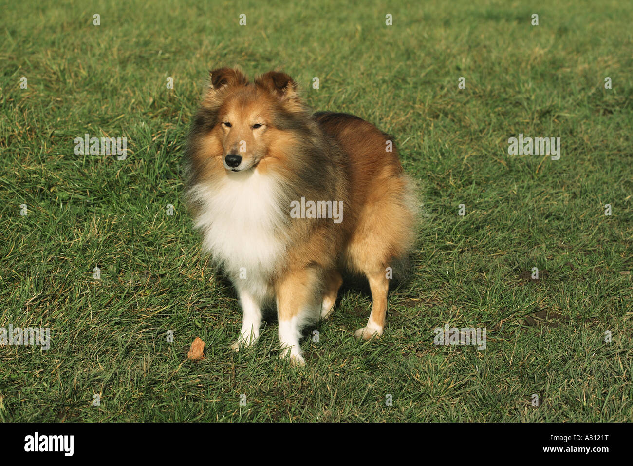 Sheltie - standing on meadow Stock Photo - Alamy