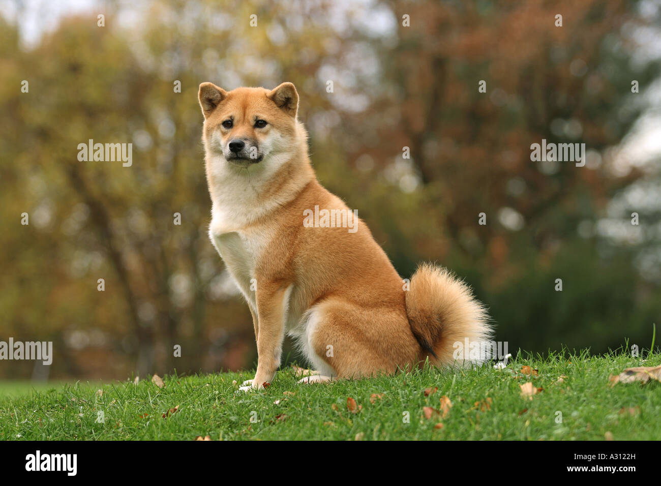 At What Age Is A Shiba Inu Full Grown