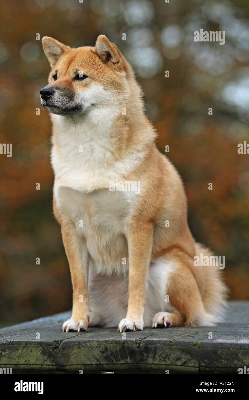Shiba Inu - sitting Stock Photo - Alamy