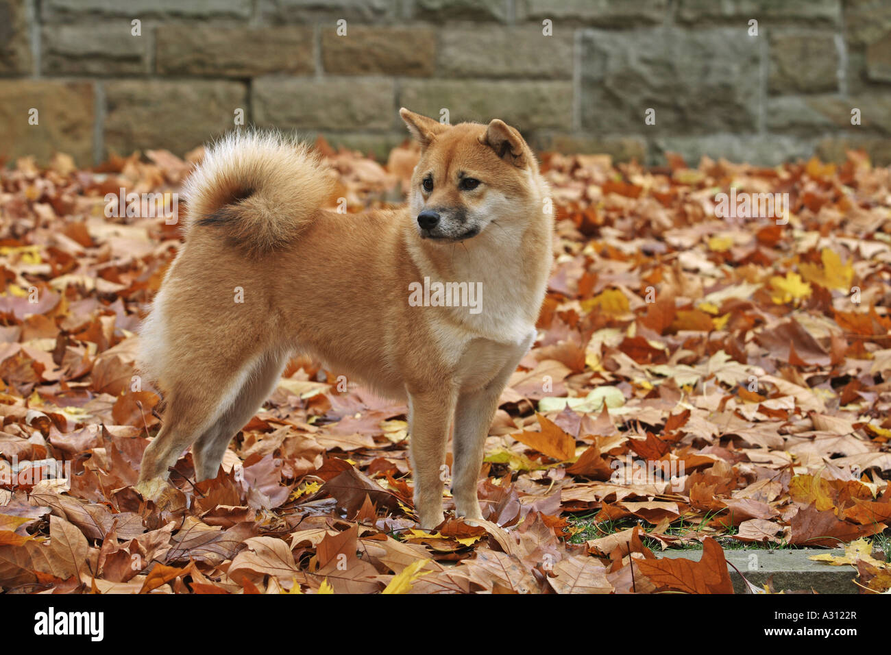 Shiba inu dog stands hi-res stock photography and images - Alamy