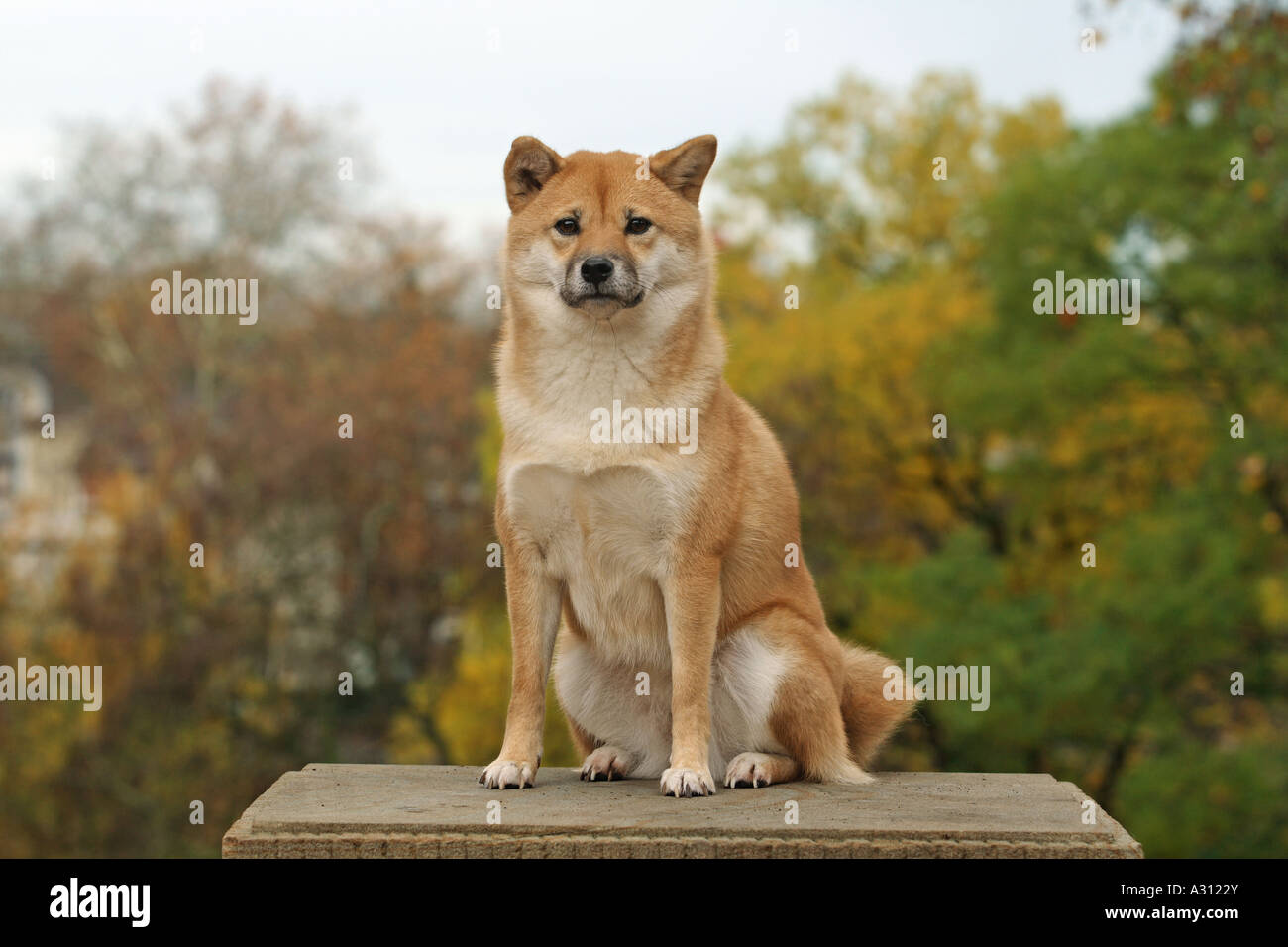 Shiba Inu - sitting Stock Photo - Alamy