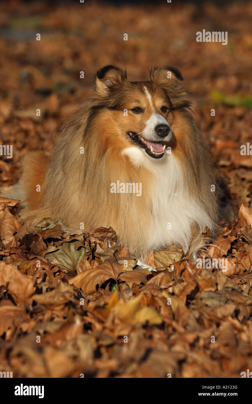 Sheltie - lying in autumn foliage Stock Photo - Alamy