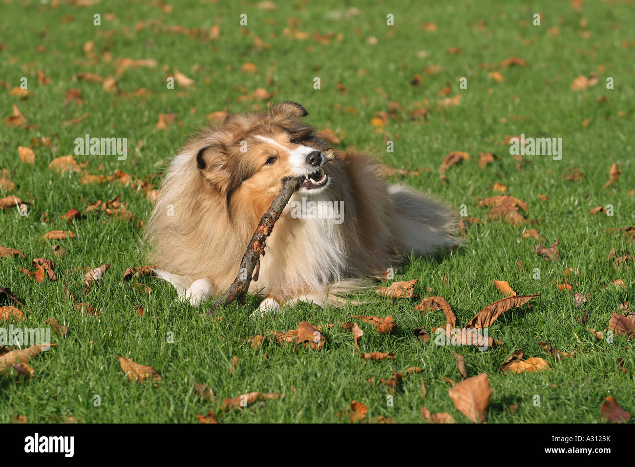 Sheltie lying on meadow - playing with stick Stock Photo - Alamy