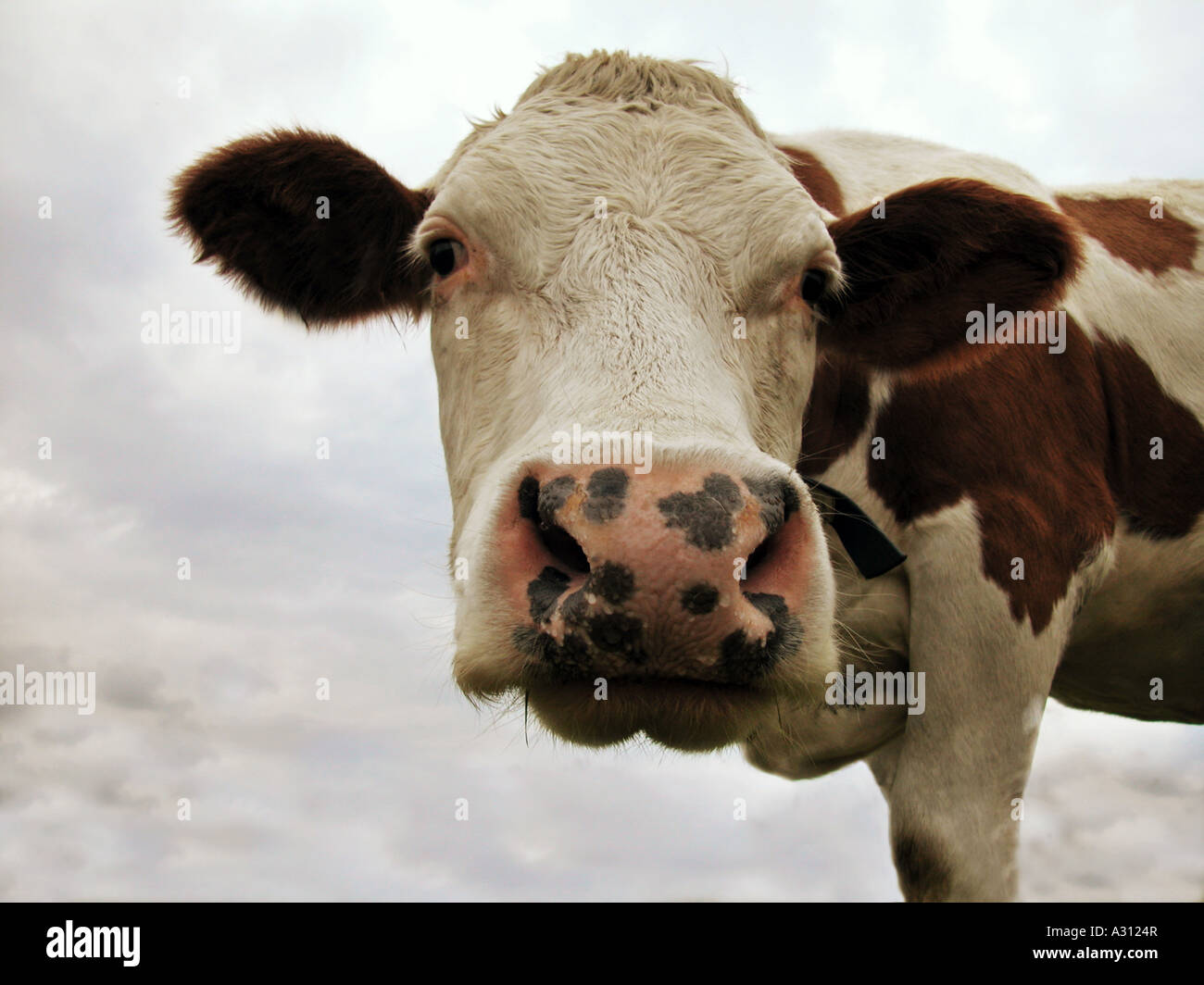 Dairy cow hi-res stock photography and images - Alamy