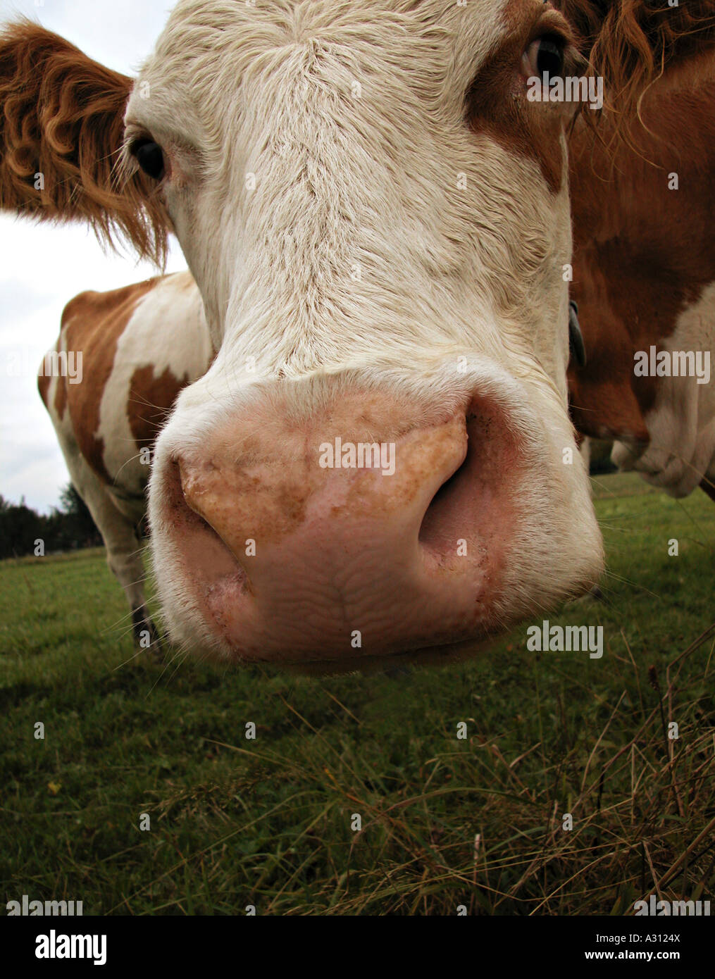 cow - muzzle Stock Photo - Alamy
