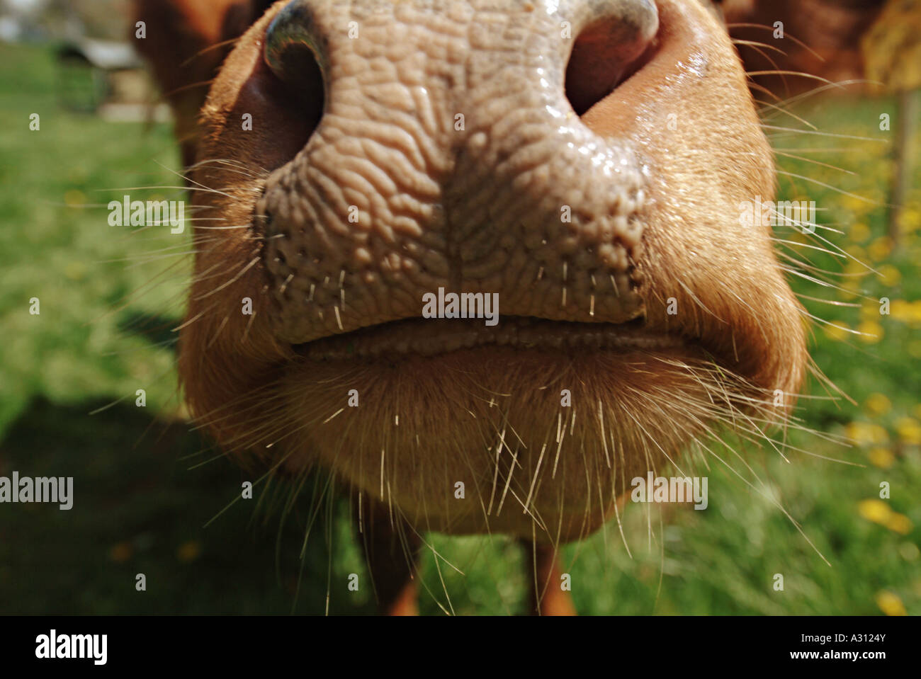 Cow Mouth Grass Stock Photos & Cow Mouth Grass Stock Images - Alamy