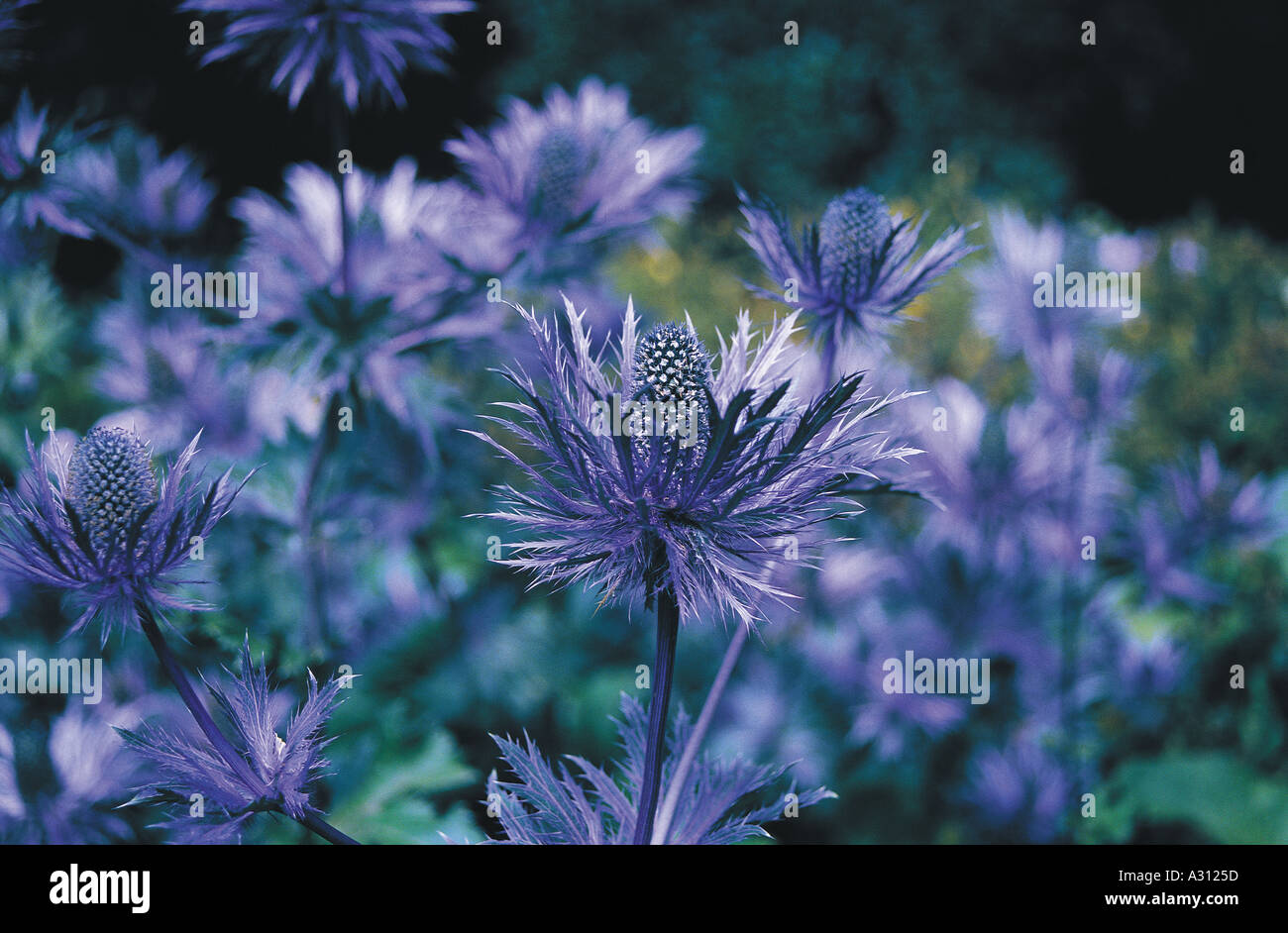 Close up of Blue Eryngium Flowers in an English Cottage Garden England ...