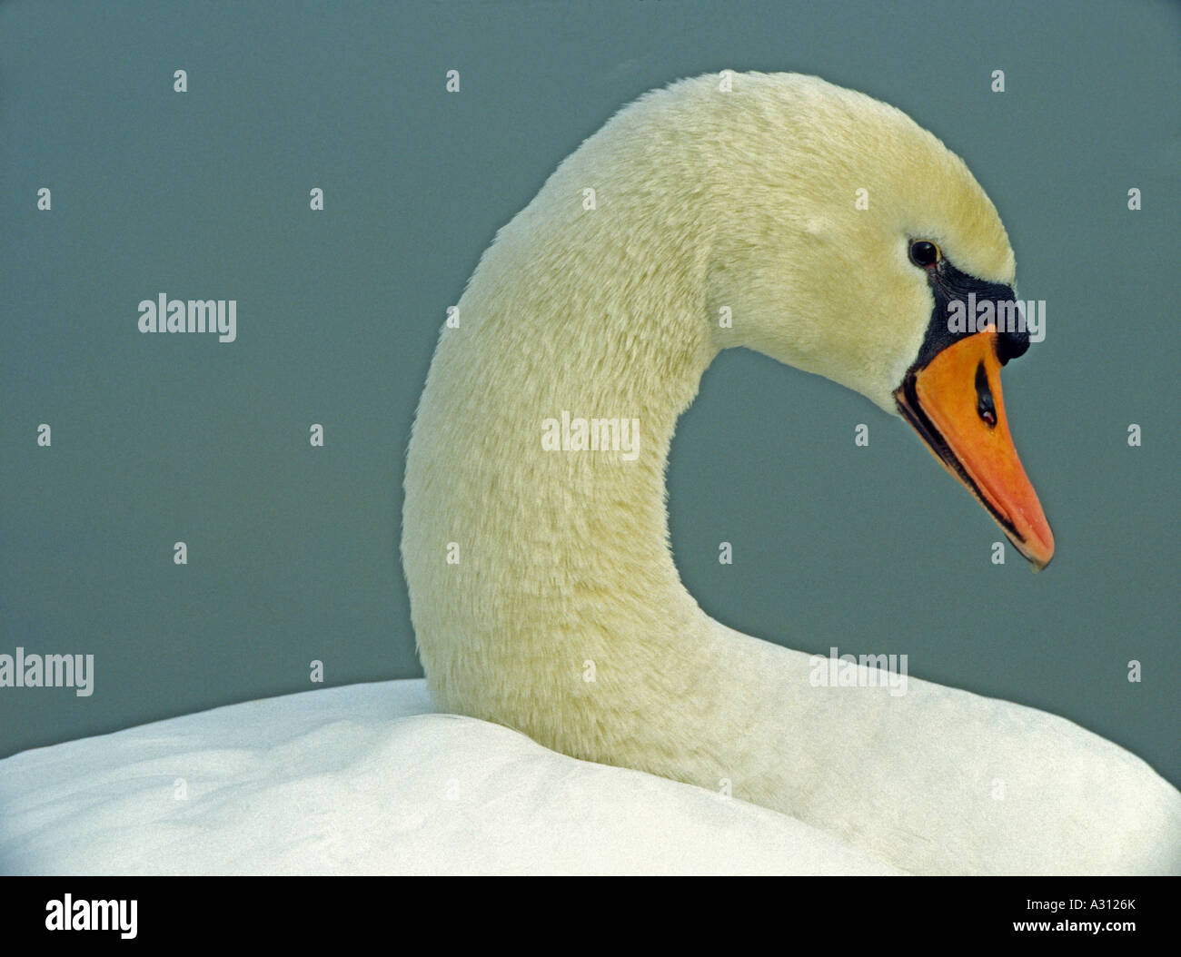 swan - portrait Stock Photo - Alamy