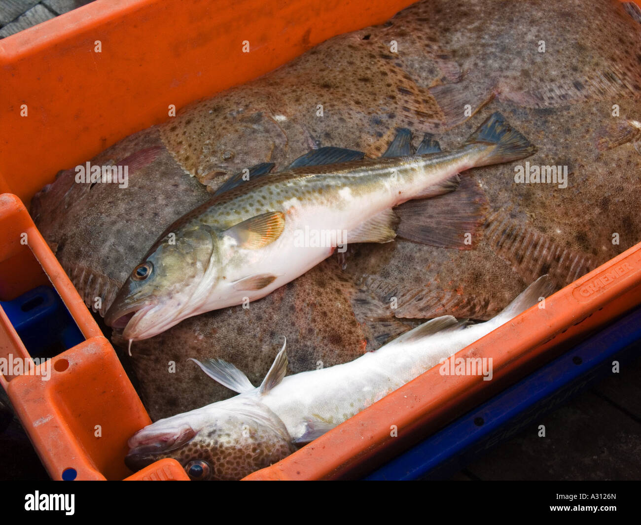 fishing - cod and European plaice Stock Photo - Alamy