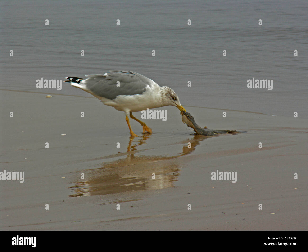 Herring gull - munching fish / Larus argentatus Stock Photo - Alamy