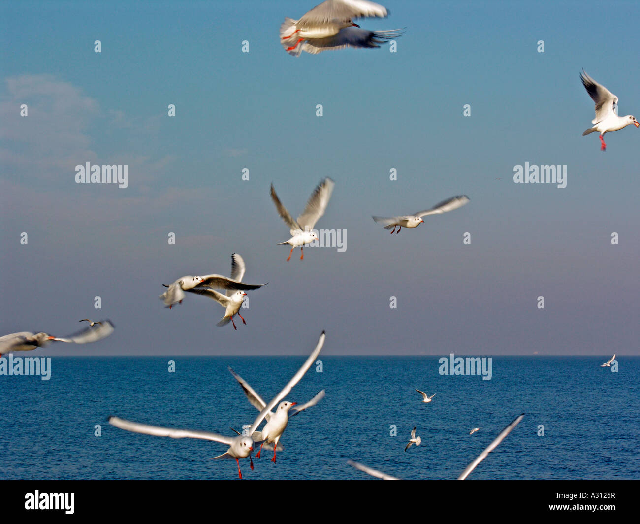 gulls - flying / Laridae Stock Photo - Alamy