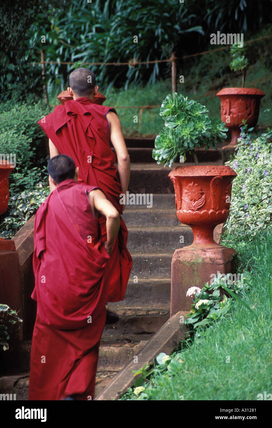 Two monks climb steps from rear view in Botanical garden Stock Photo ...