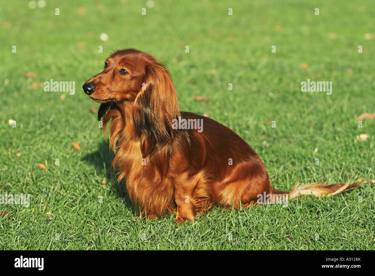 Long haired dachshund sitting on hi-res stock photography and images ...