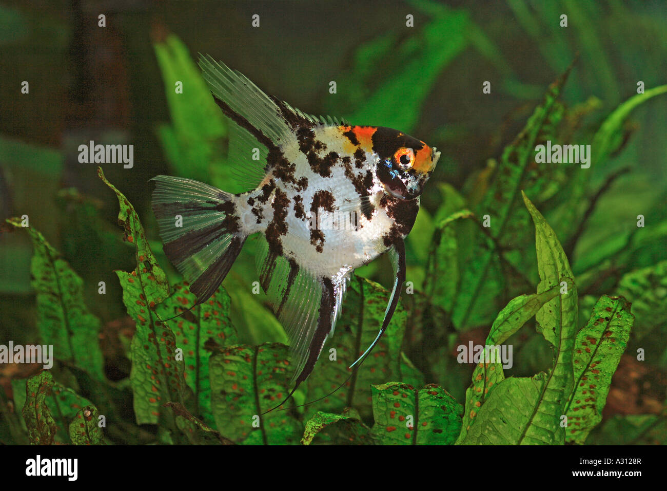 angelfish / Pterophyllum scalare Stock Photo - Alamy