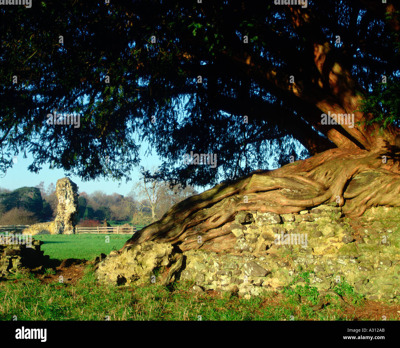 Waverley abbey tree hi-res stock photography and images - Alamy