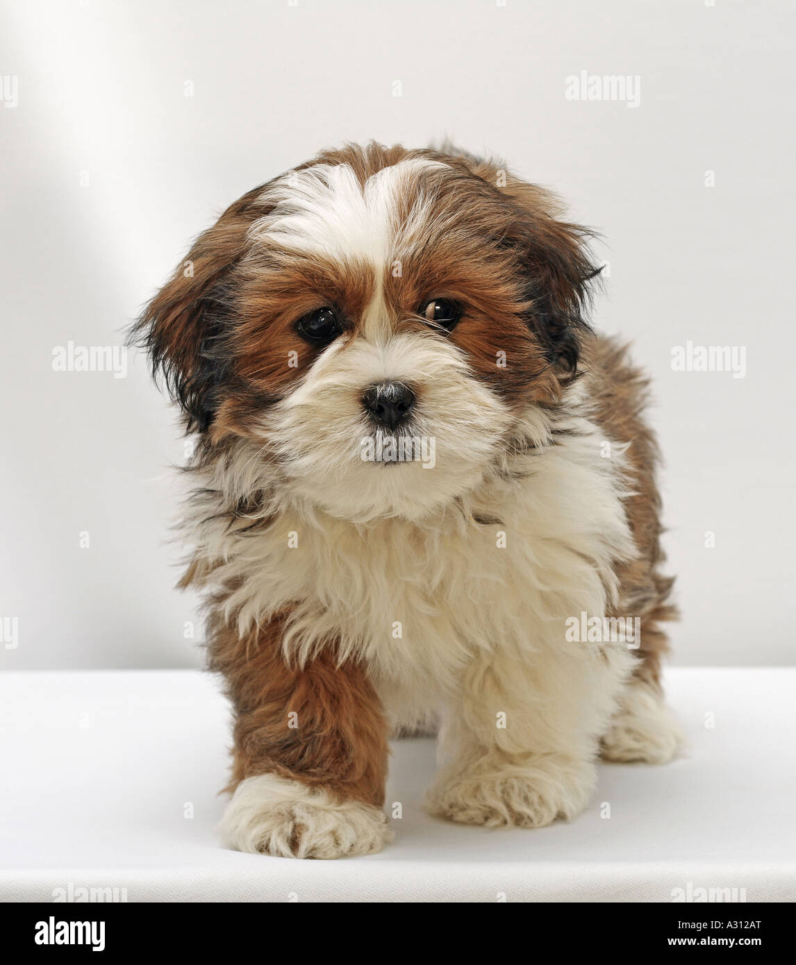 Lhasa apsos puppy hi-res stock photography and images - Alamy