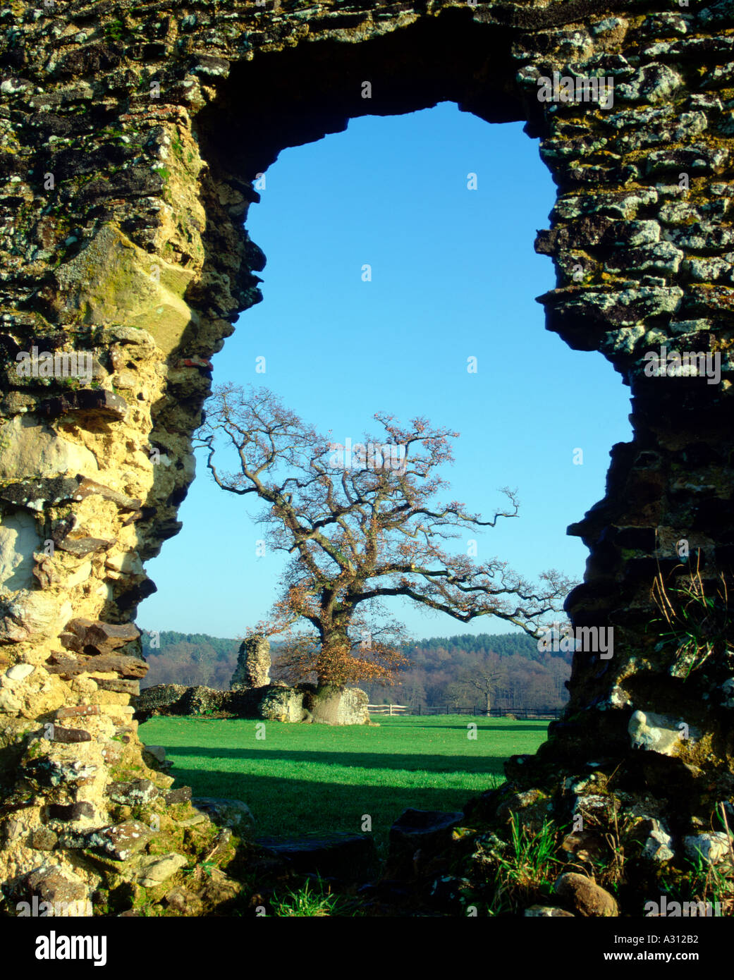 Tree at Ruins of Waverley Abbey Surrey England Stock Photo - Alamy