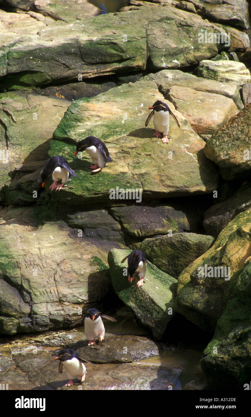 Rockhopper penguins jumping hi-res stock photography and images - Alamy