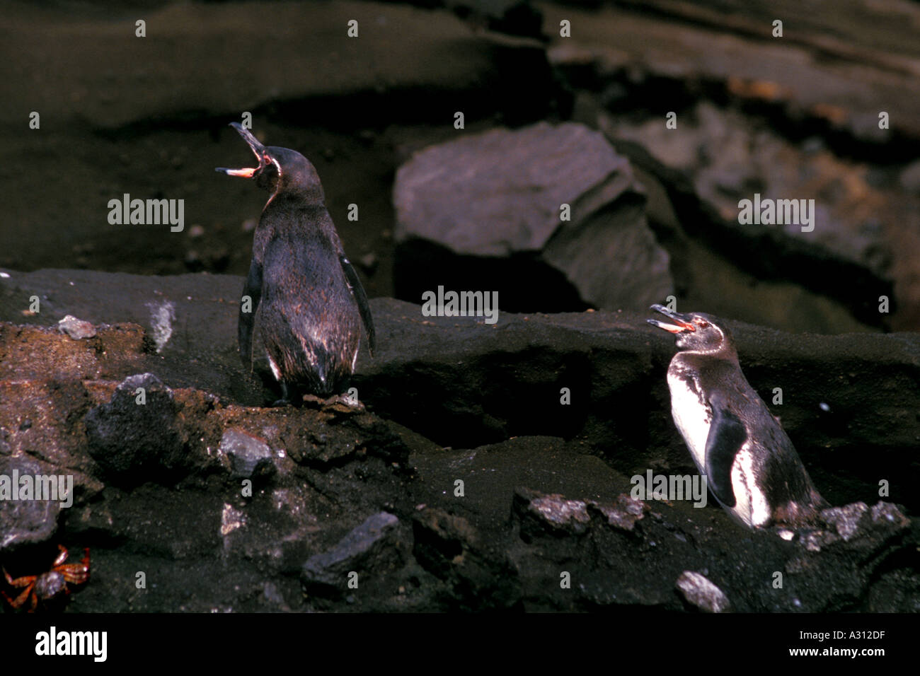 Red eyed Galapagos Penguins Spheniscus mendiculus Stock Photo - Alamy