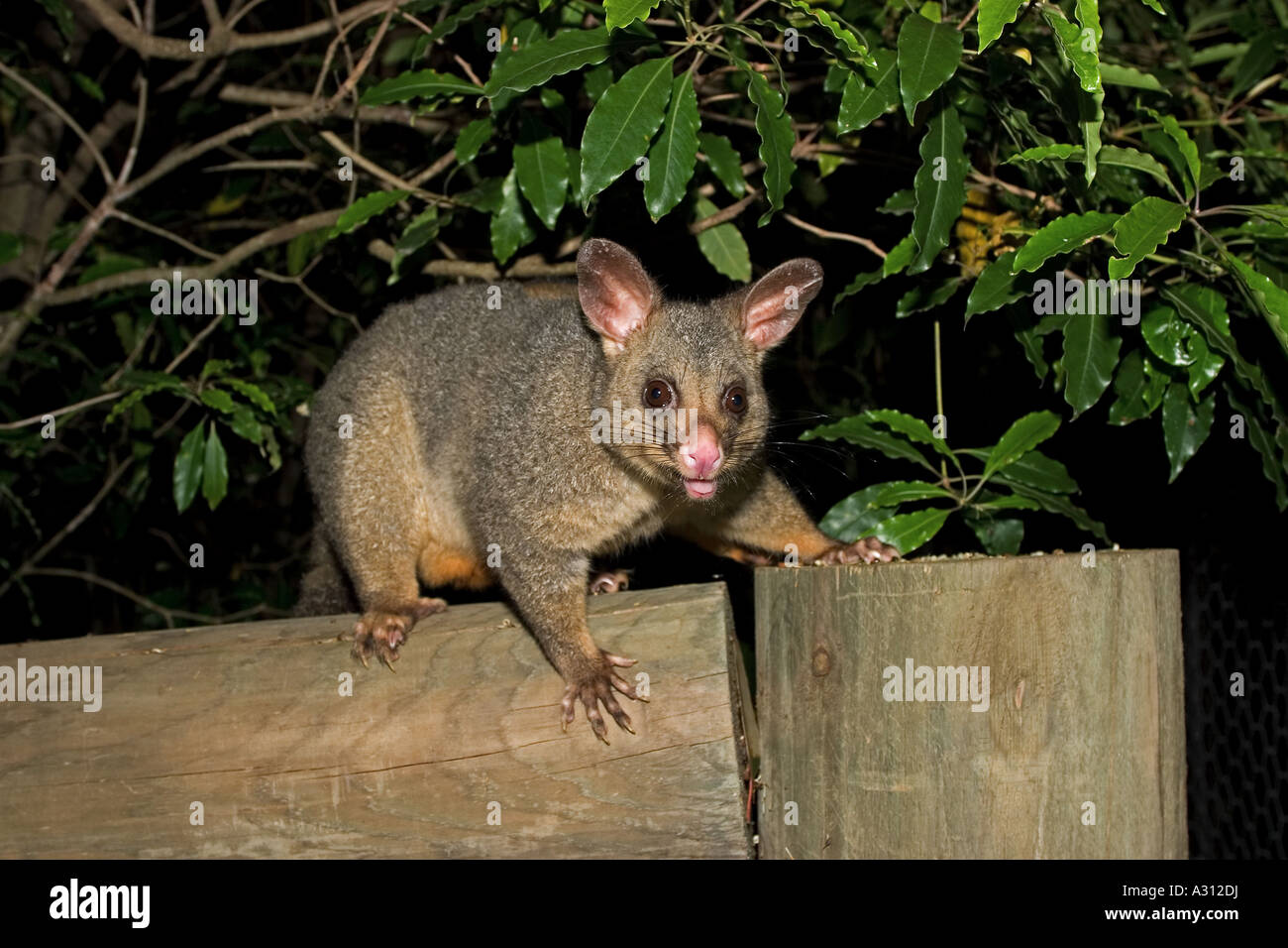 brushtail possum - on tree trunk / Trichosurus vulpecula Stock Photo ...