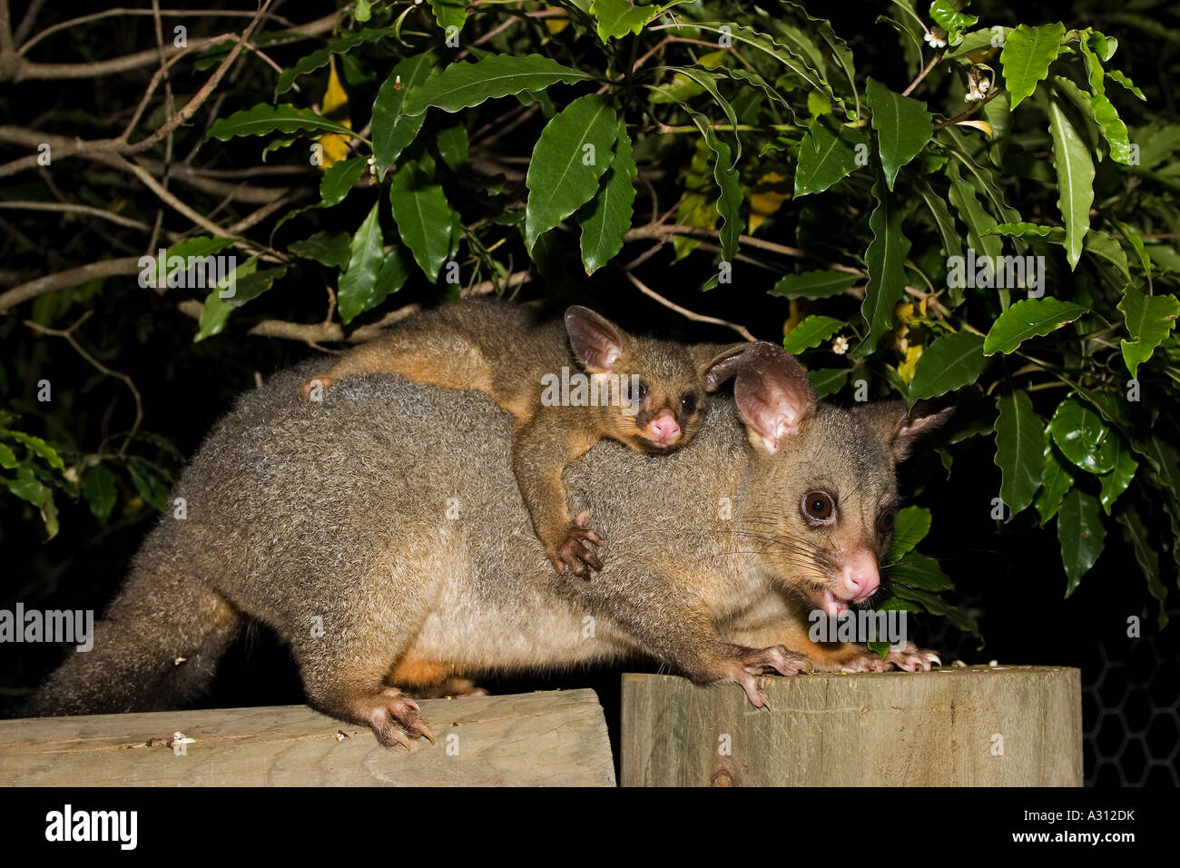 brushtail possum with cub / Trichosurus vulpecula Stock Photo - Alamy