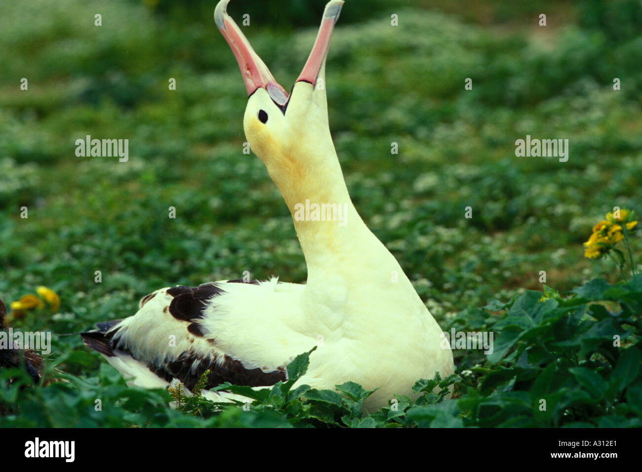 Short tailed Albatross Diomedea albatrus Midway Island Stock Photo - Alamy