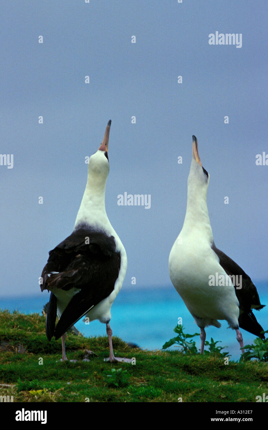 Laysan albatross dance hi-res stock photography and images - Alamy
