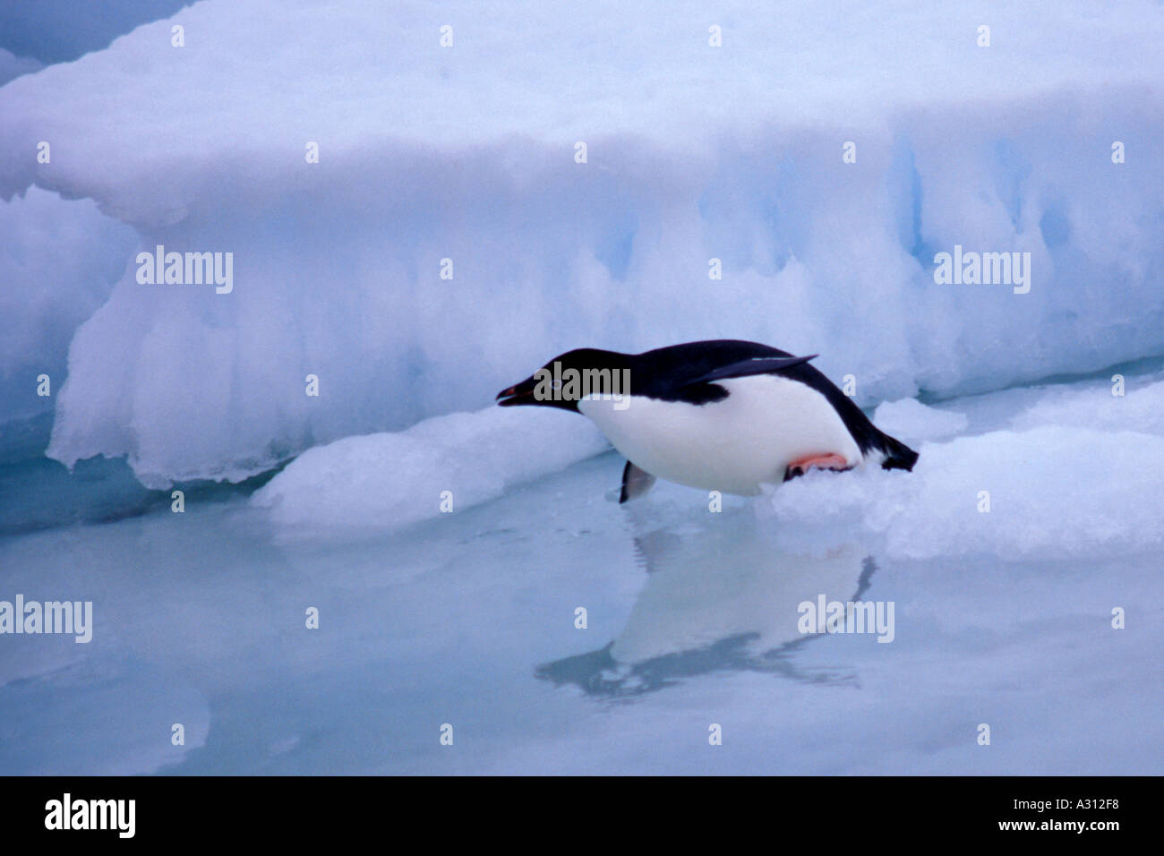 Adelie Penguin Sliding into the Antarctic Stock Photo - Alamy