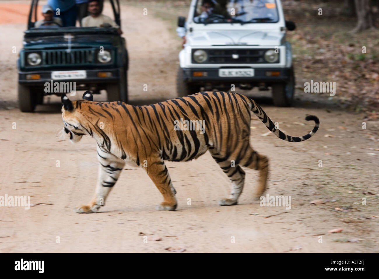 Bengal tiger in motion hi-res stock photography and images - Alamy