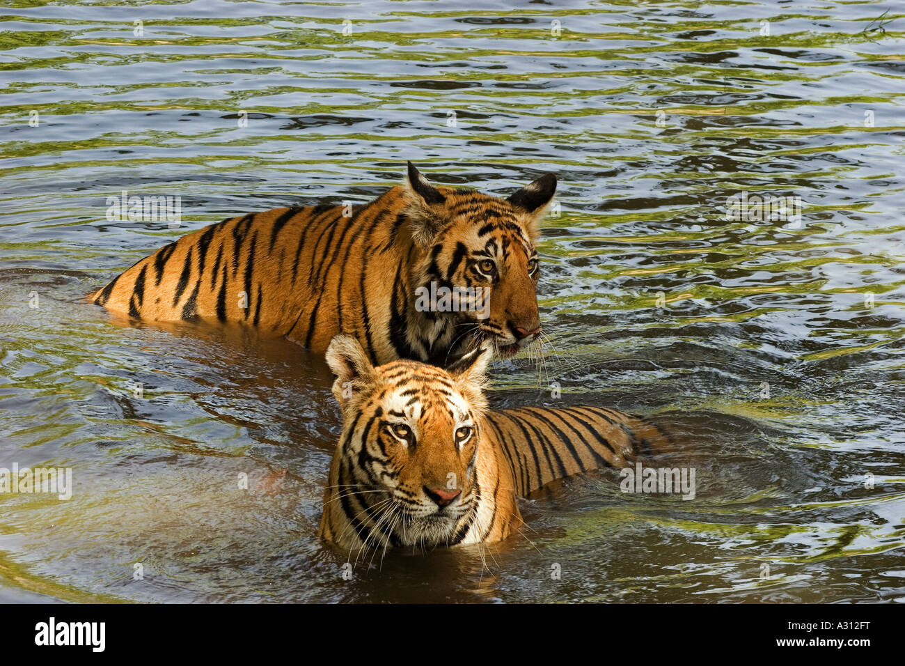 Two royal bengal tiger hi-res stock photography and images - Alamy