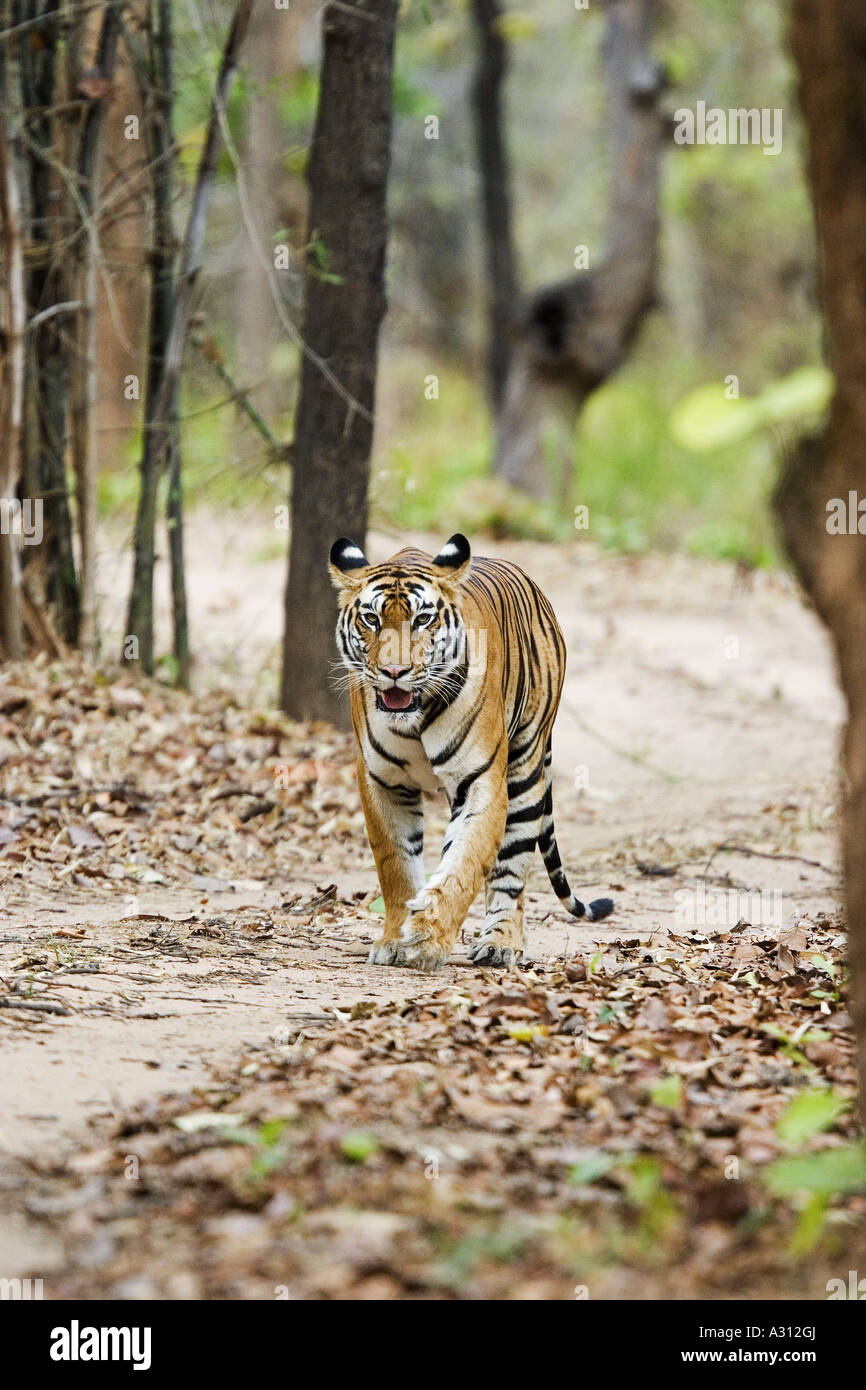 Bengal tiger - running / Panthera tigris tigris Stock Photo - Alamy