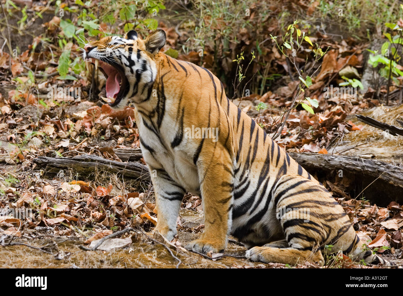 Hissing Tree High Resolution Stock Photography and Images - Alamy