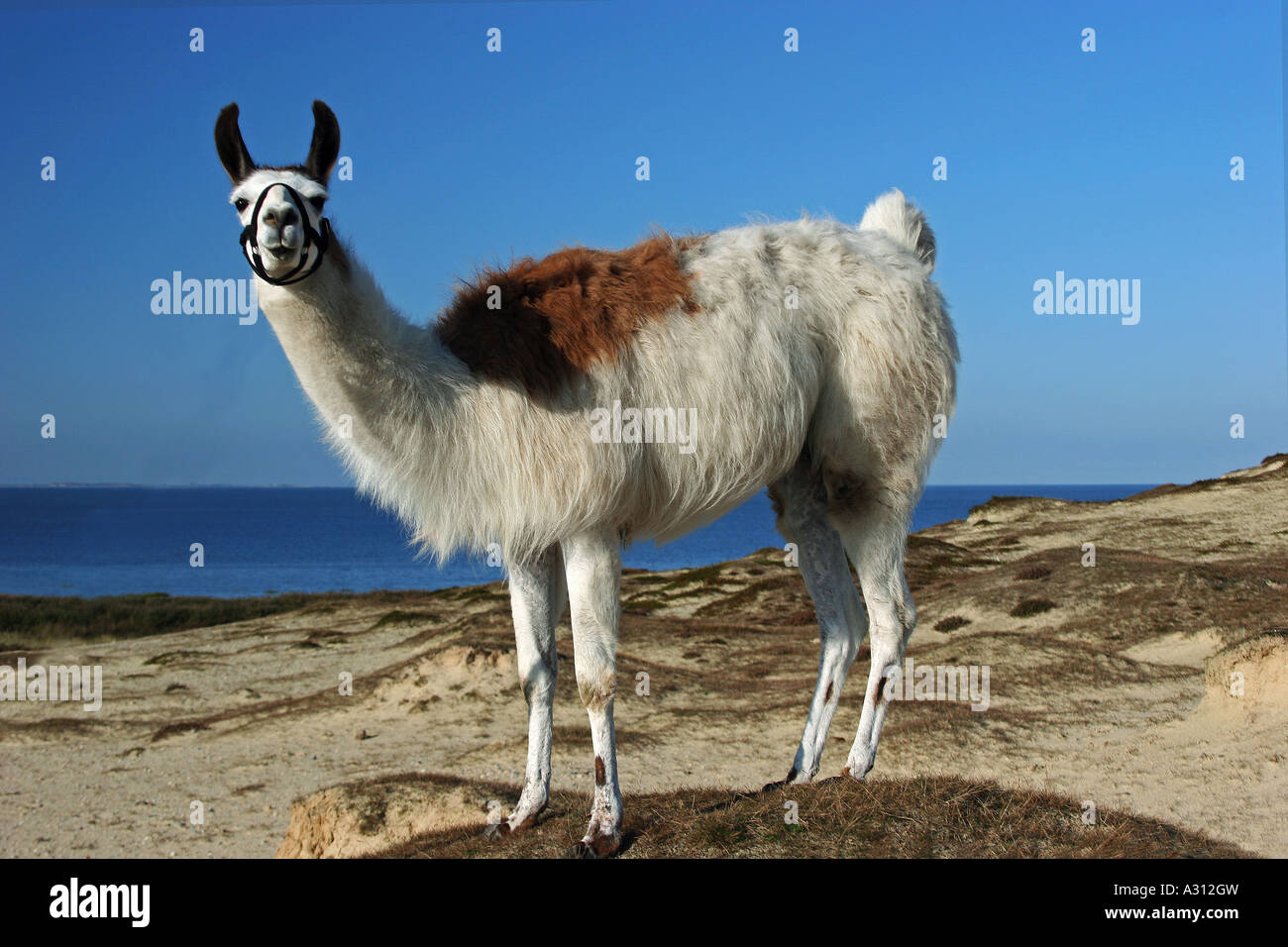 Llamas in germany hi-res stock photography and images - Alamy