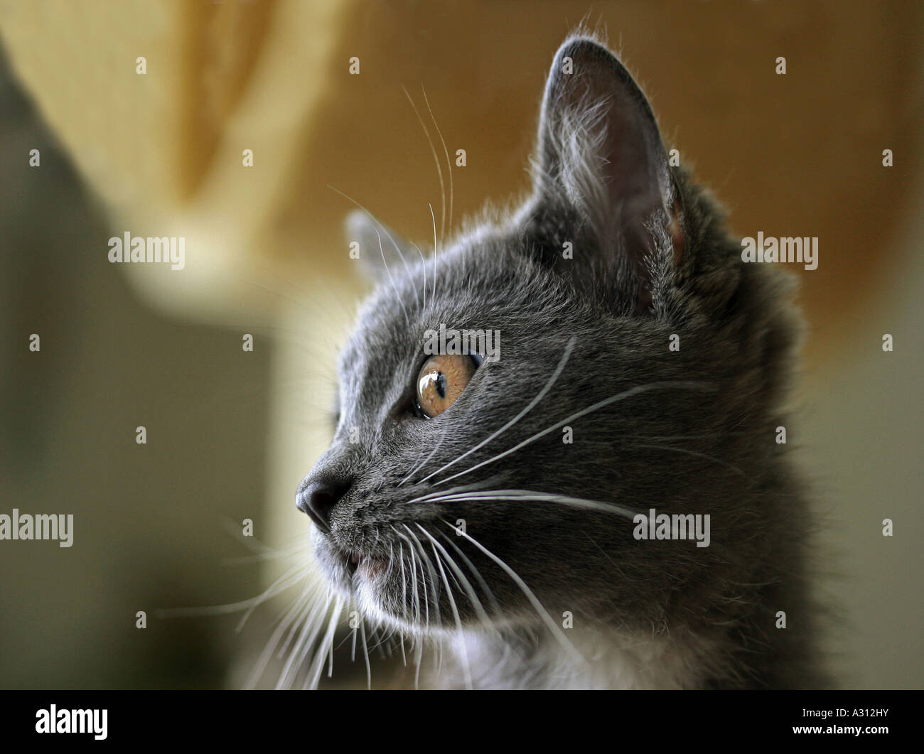 young Carthusian cat - portrait Stock Photo - Alamy