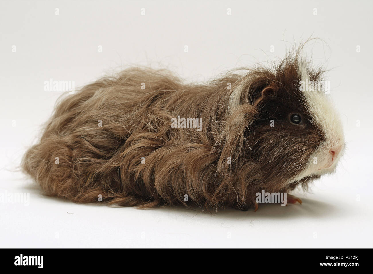 Texel guinea pigs hi-res stock photography and images - Alamy