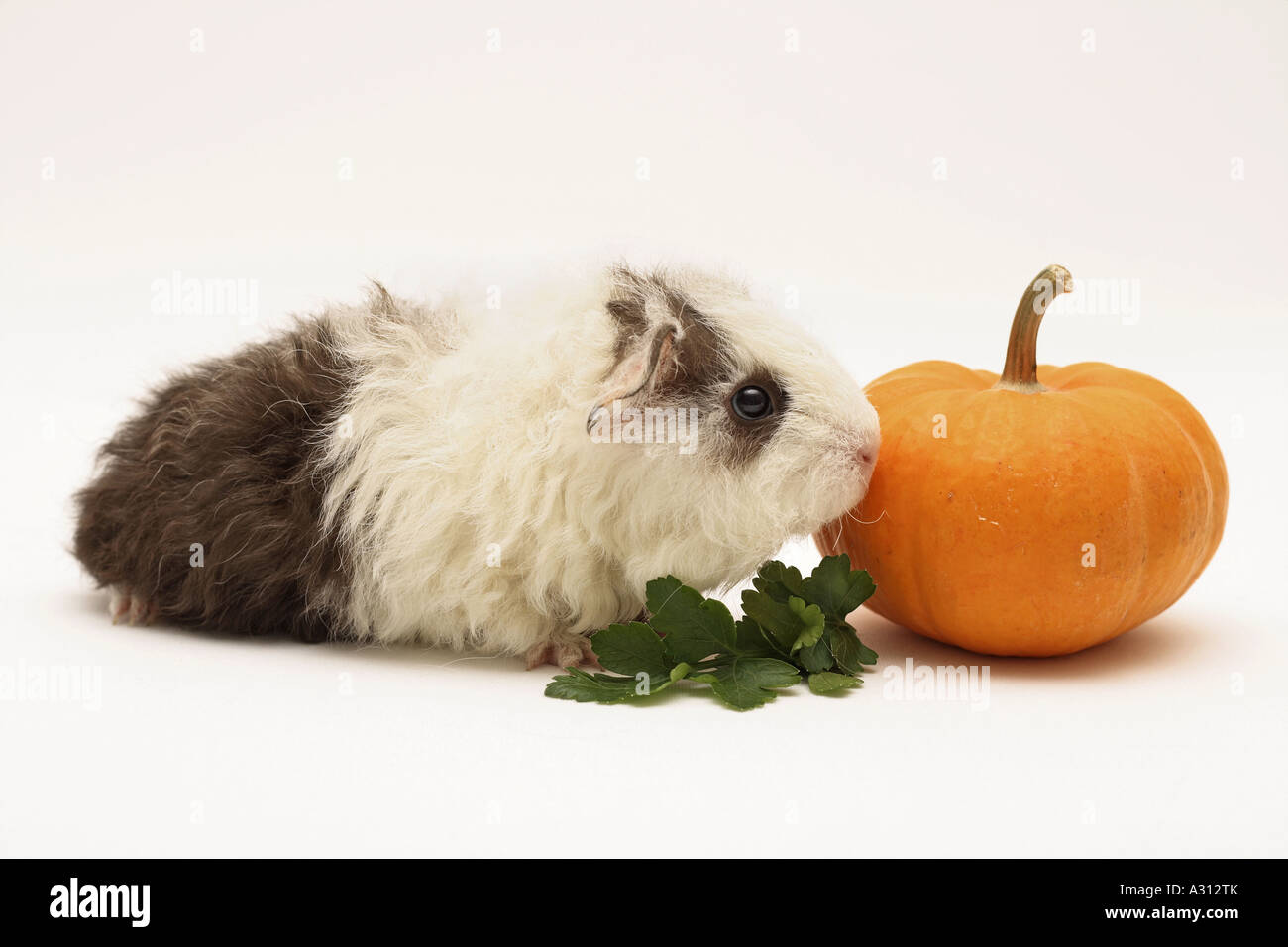 Texel Guinea Pig High Resolution Stock Photography and Images - Alamy
