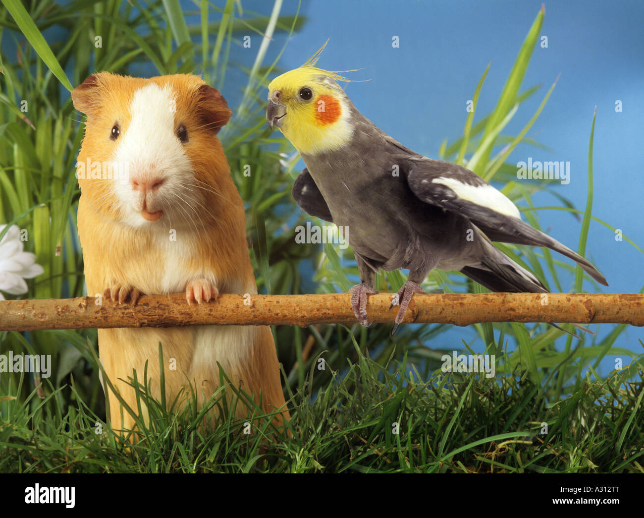 animal friendship: guinea pig and cockatiel Stock Photo - Alamy