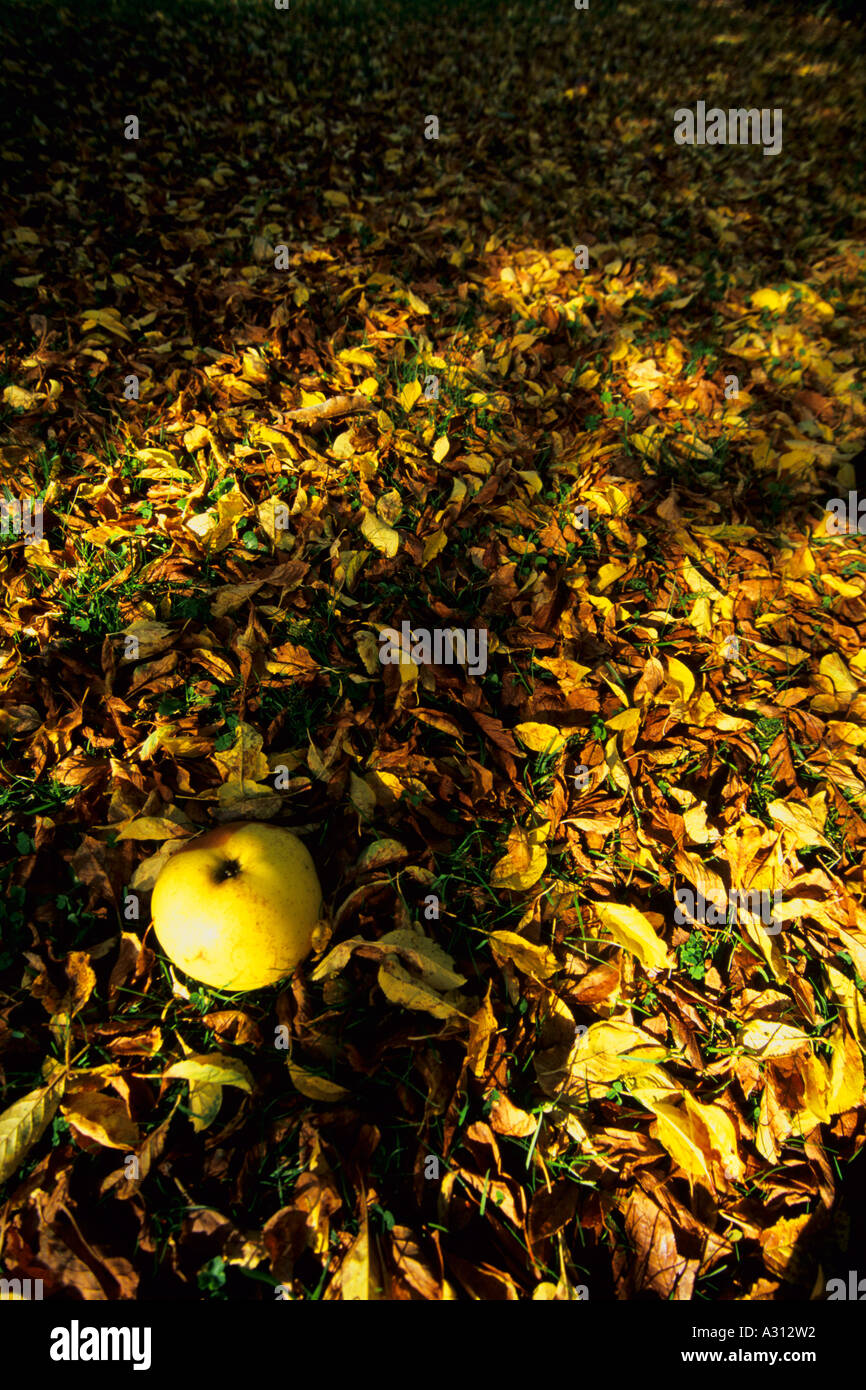 Bed rotting hi-res stock photography and images - Alamy