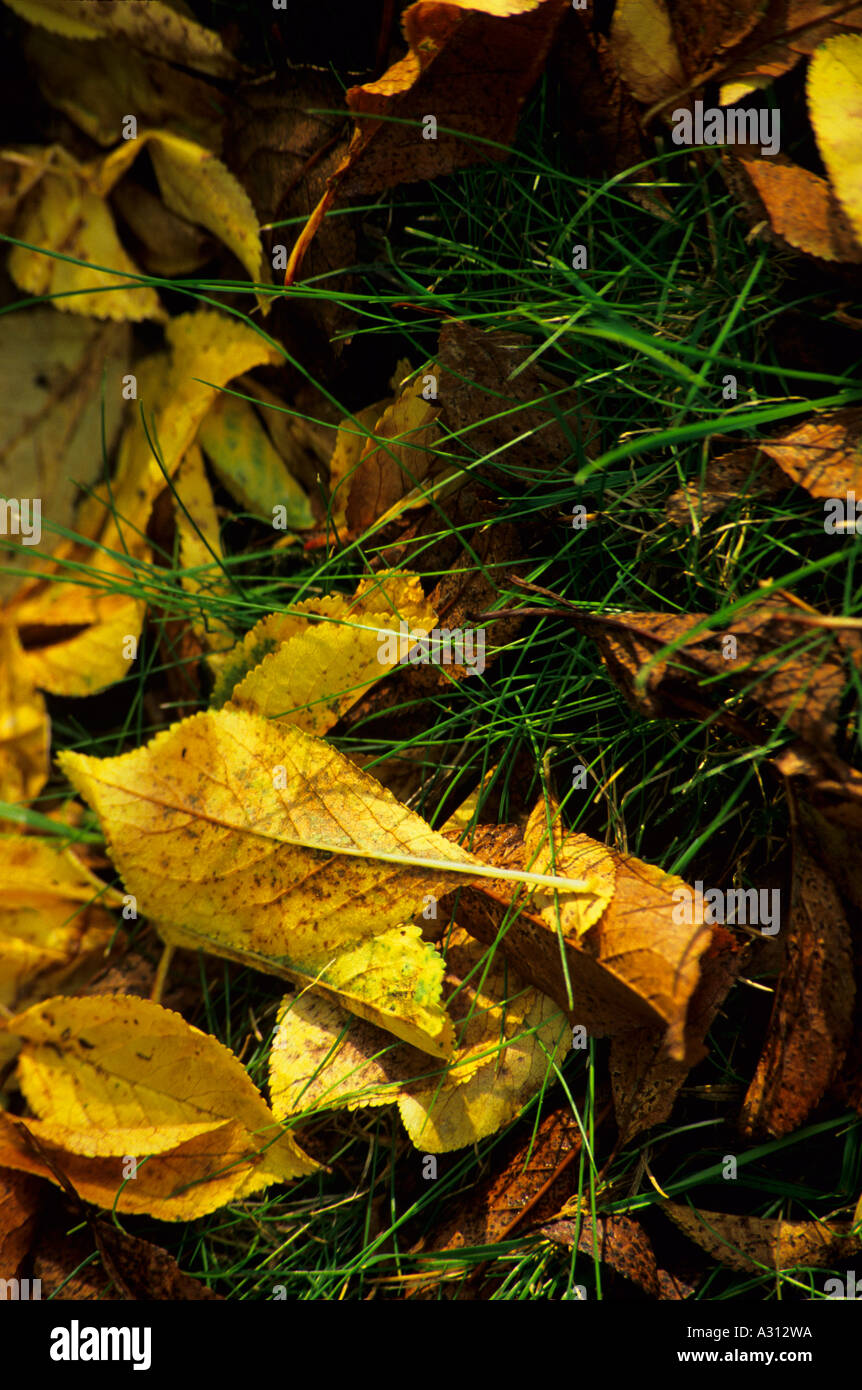 Autumn leaves and grass Stock Photo - Alamy