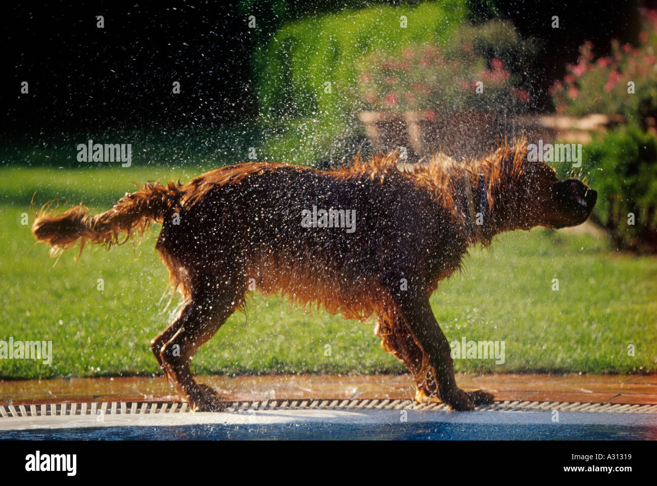 Wet dog shaking off water Stock Photo - Alamy