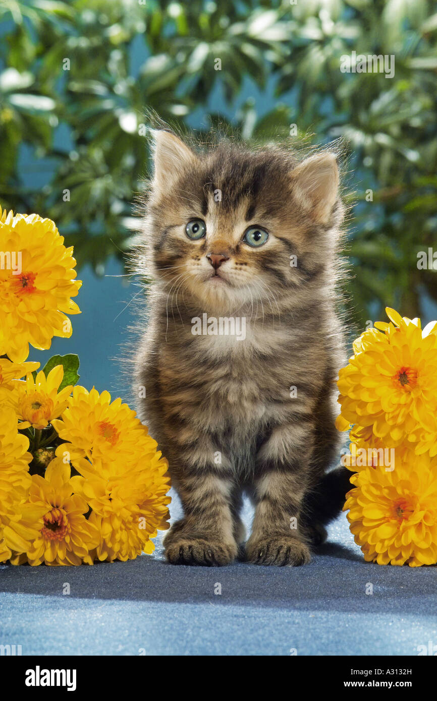 kitten between flowers Stock Photo - Alamy