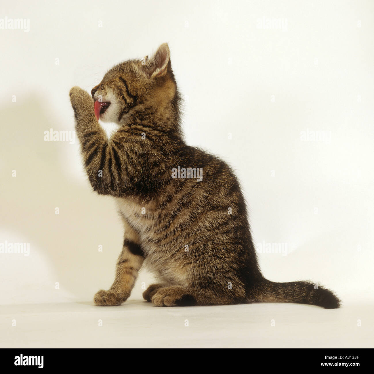 Young kitten licking leg hi-res stock photography and images - Alamy