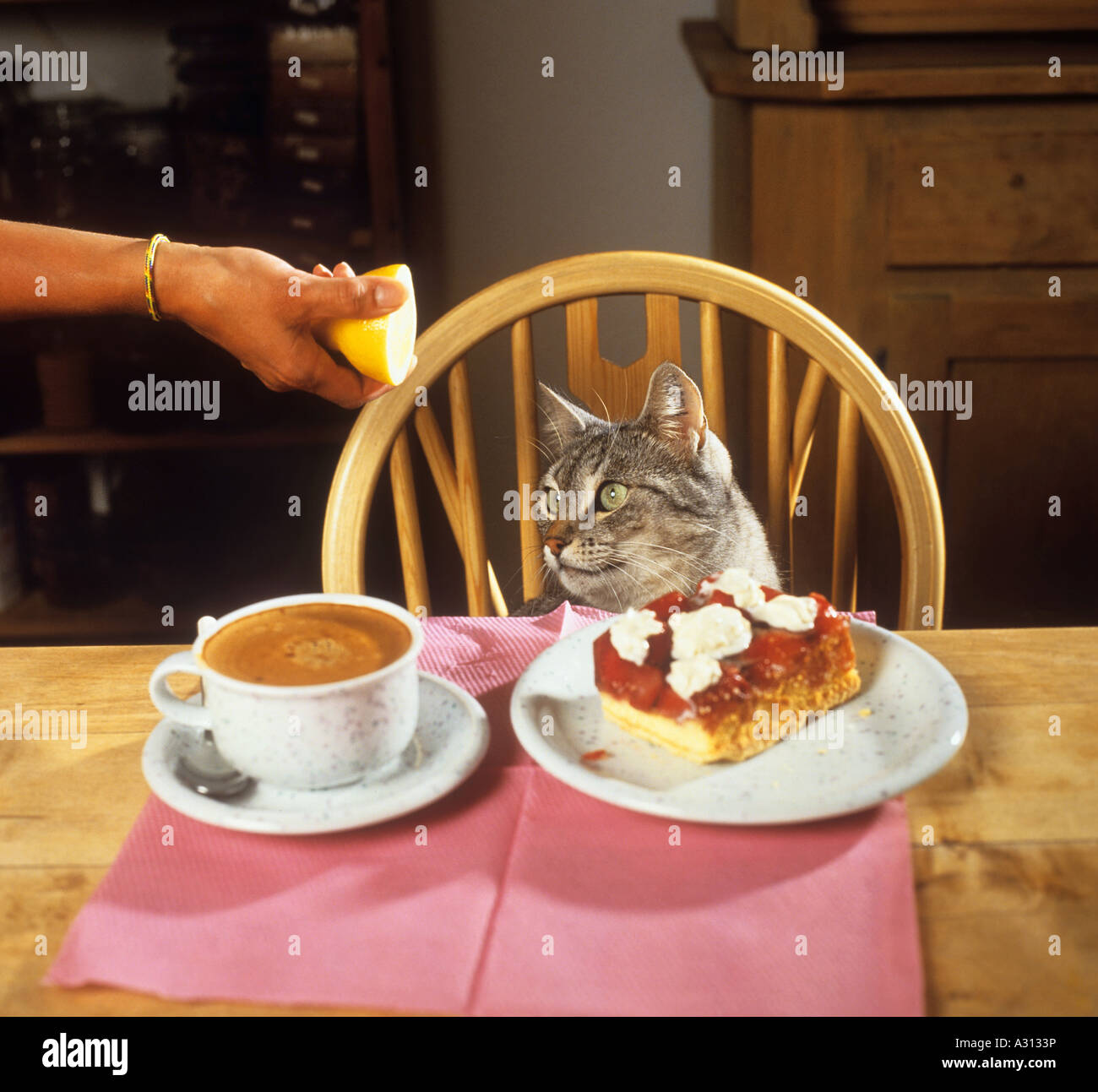 cat education - using a lemon Stock Photo - Alamy