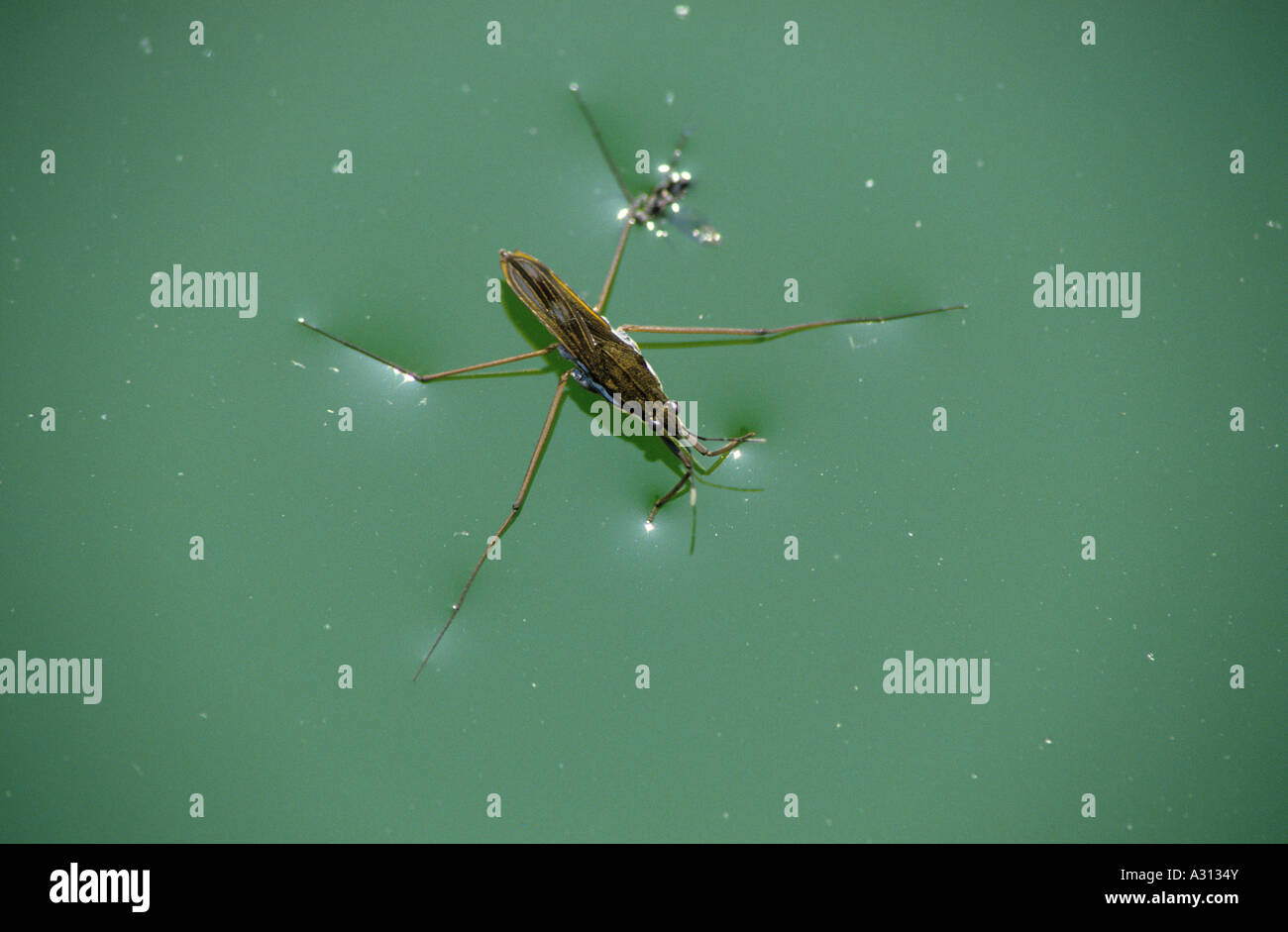 water strider / Gerridae Stock Photo - Alamy