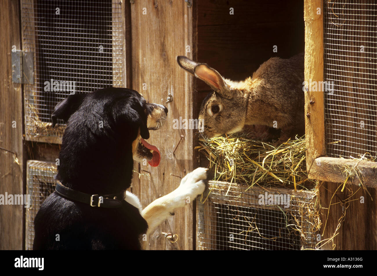 animal friendship : half breed dog and rabbit Stock Photo - Alamy